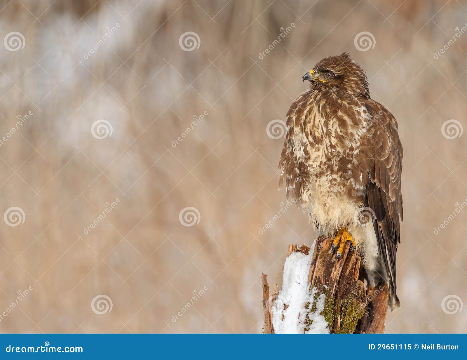Buzzard sitting stock image. Image of feather, watching - 29651115