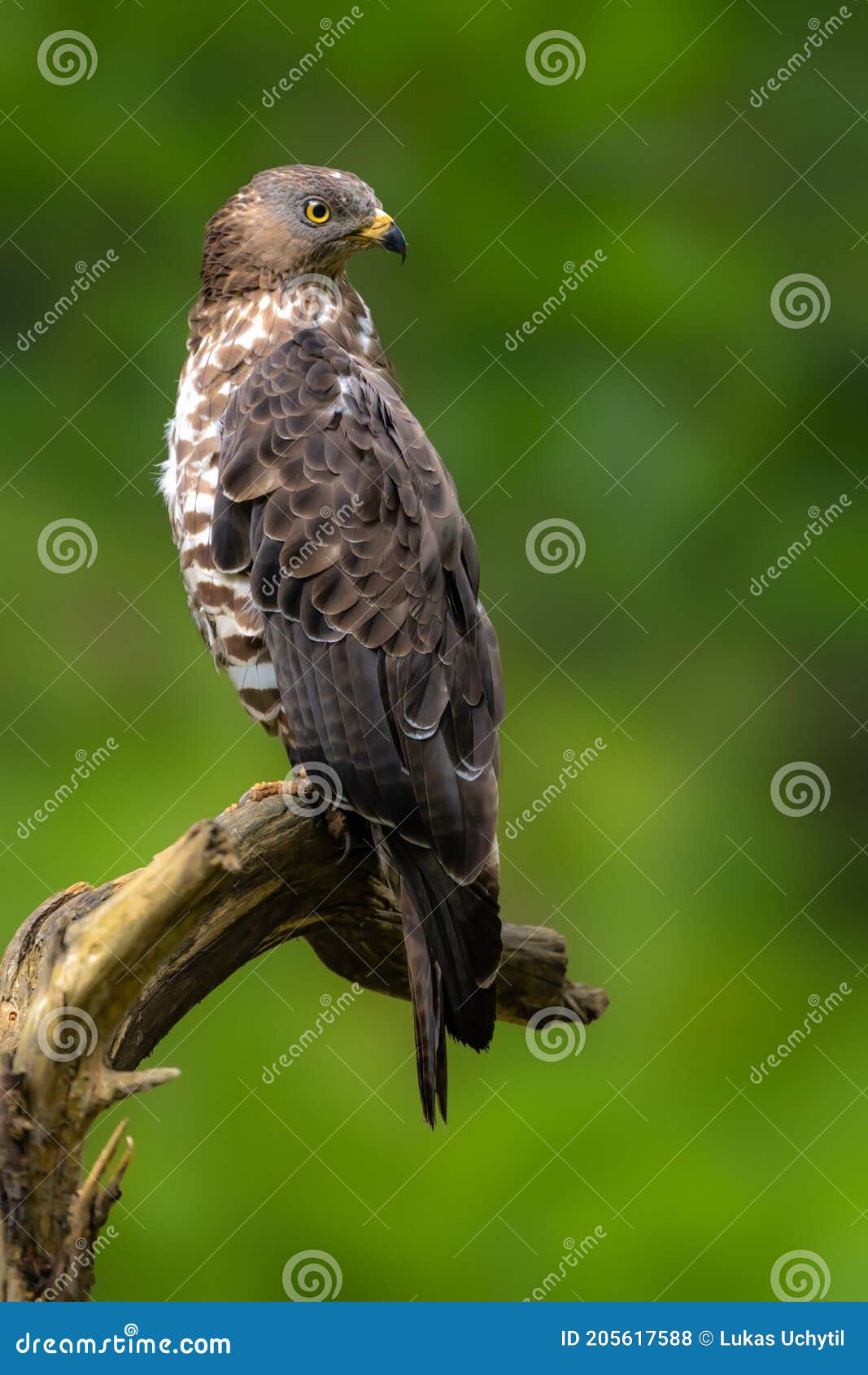Buzzard Sitting on a Branch and Looking for Prey Stock Photo - Image of ...