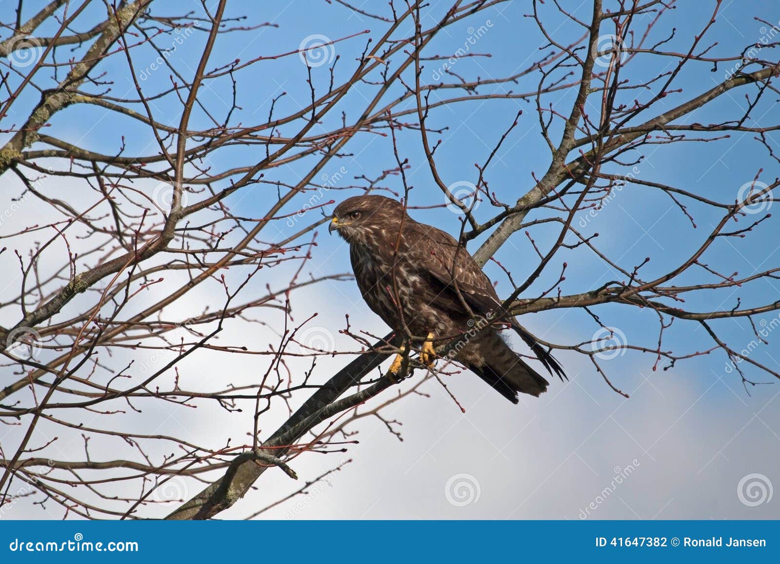 Buzzard Sitting On A Tree Royalty-Free Stock Image | CartoonDealer.com ...