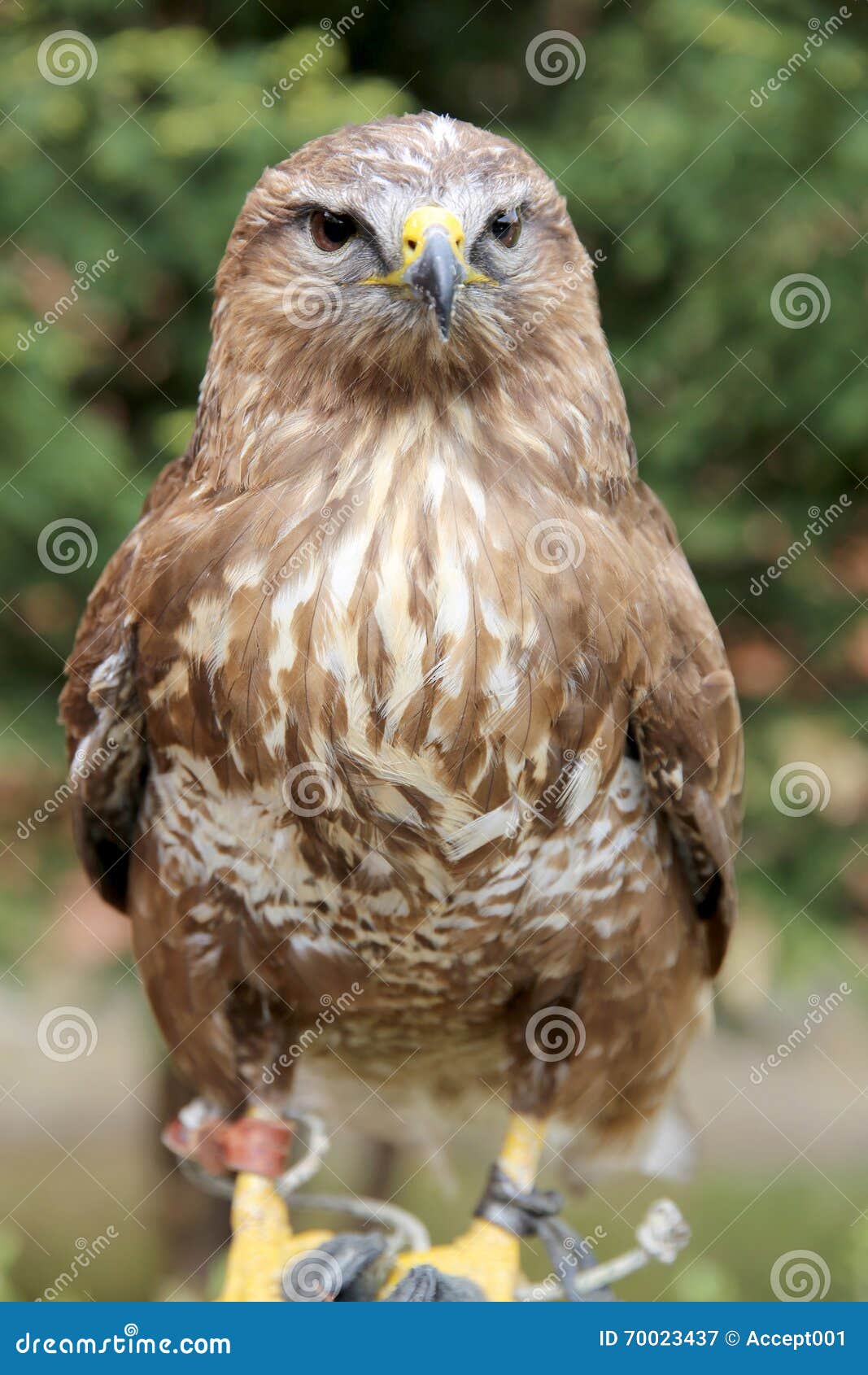 Buzzard Sitting on the Hand of His Unknown Falconer Stock Image - Image ...