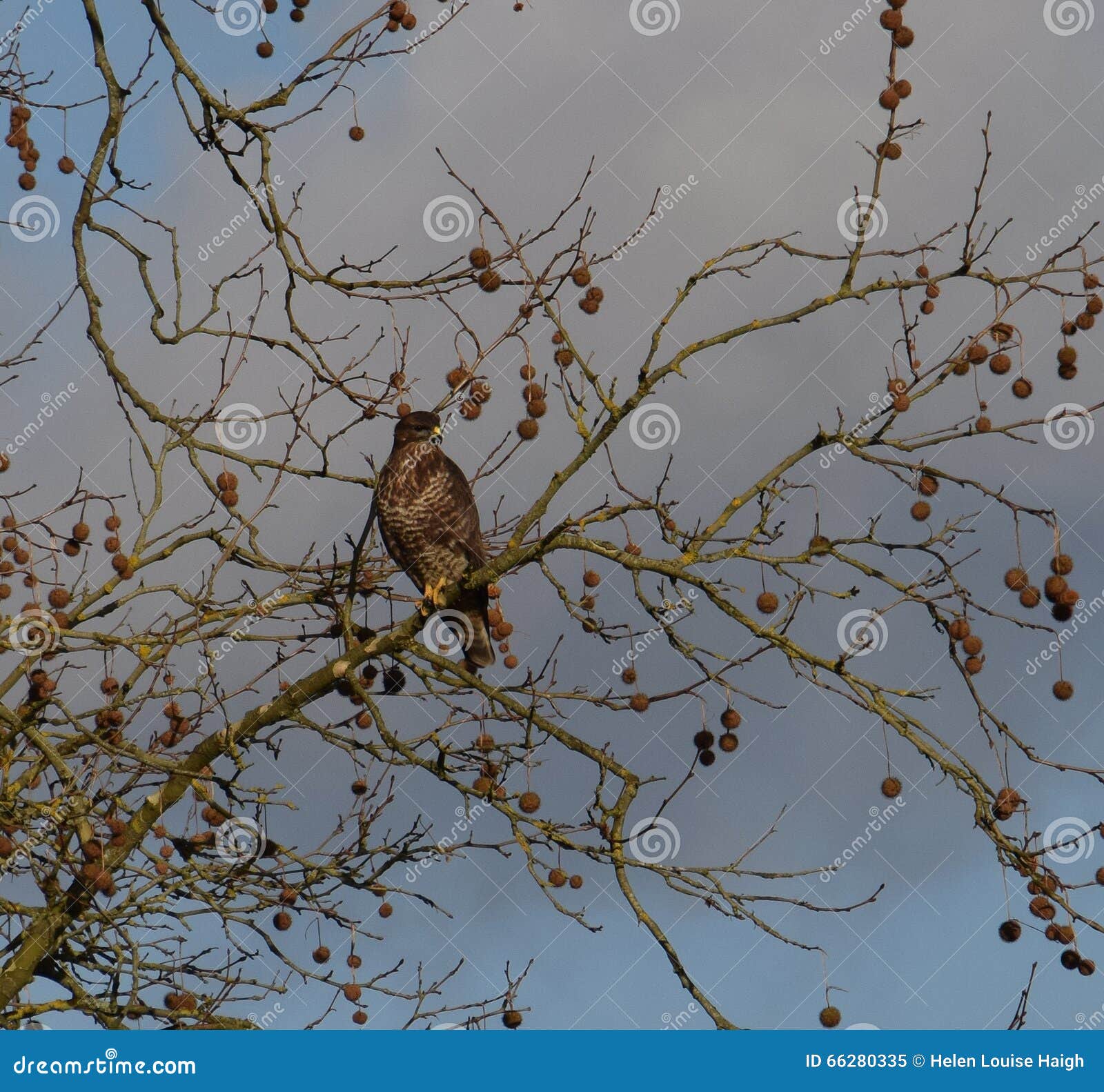 Buzzard sitting in a tree stock image. Image of bird - 66280335