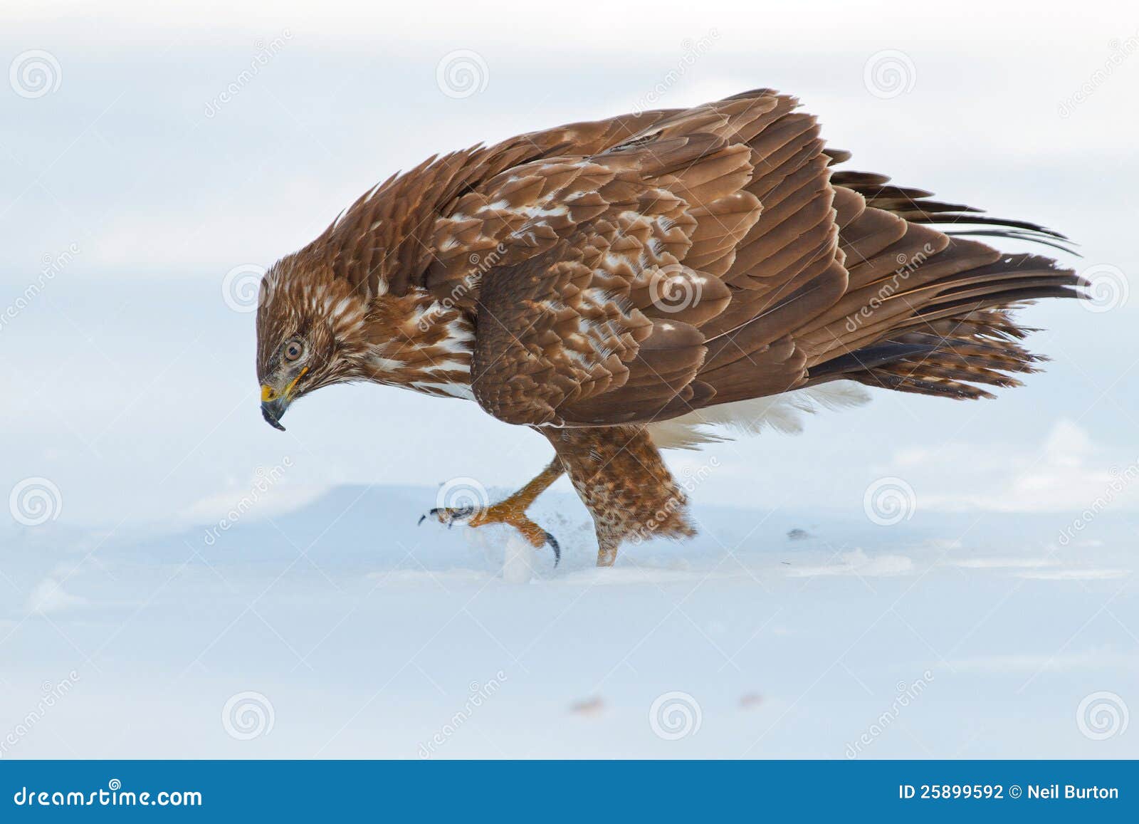 Buzzard in snow stock photo. Image of buzzard, buteo - 25899592