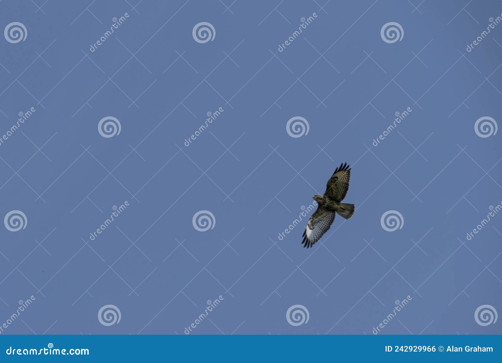 A Buzzard Soaring High in the Sky on a Cloudless Summers Day Stock ...