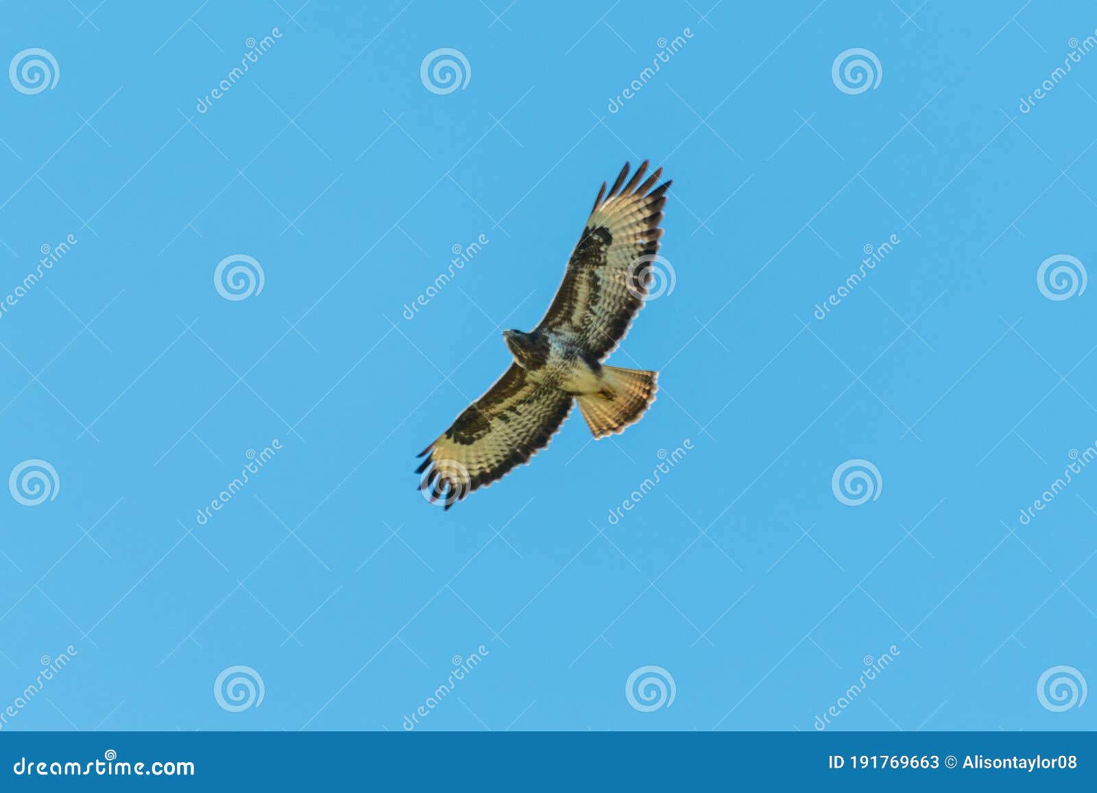 A Buzzard Soaring Overhead in Cornwall in Spring Stock Image - Image of ...