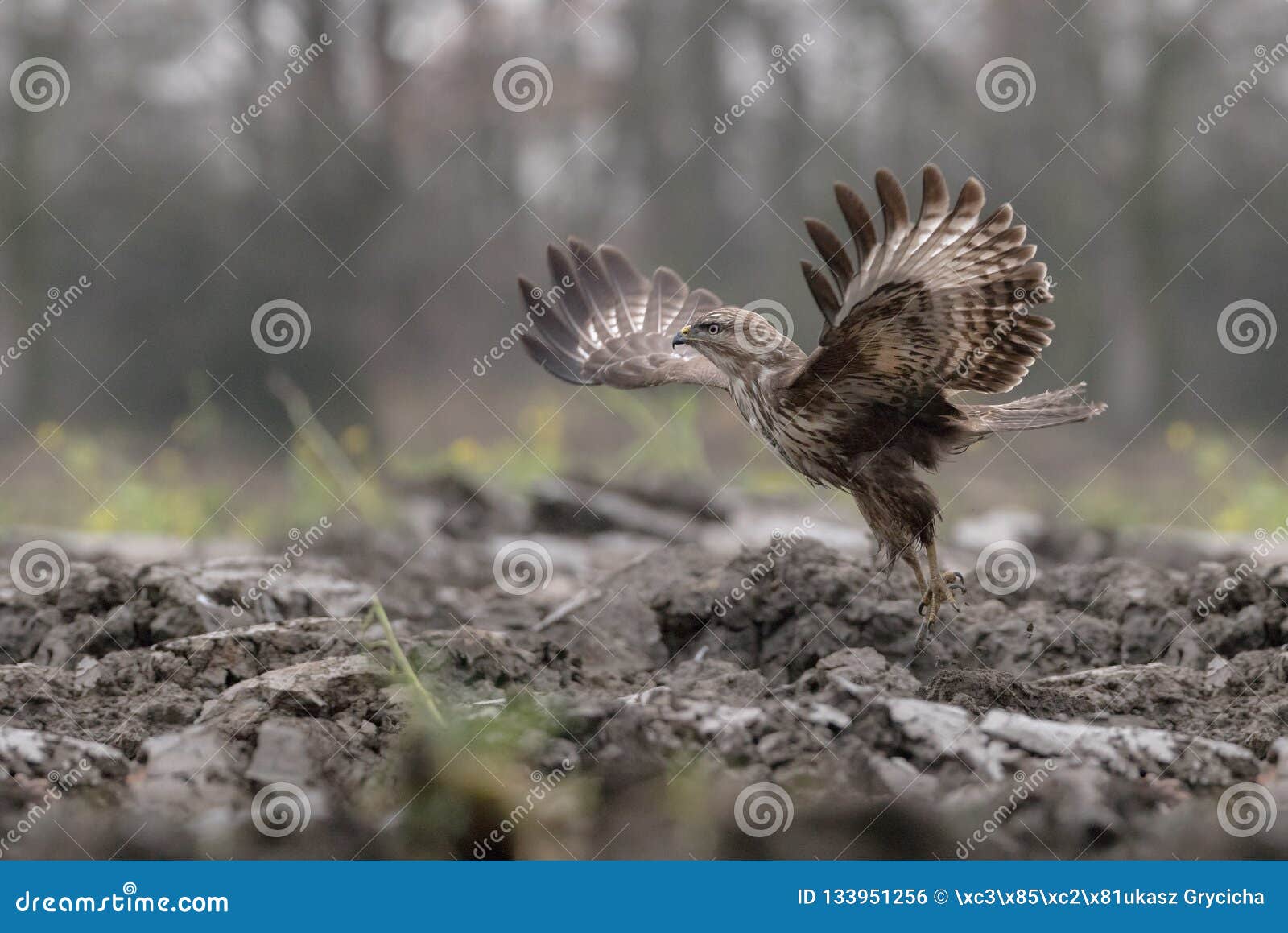 The buzzard takes off stock photo. Image of hunting - 133951256