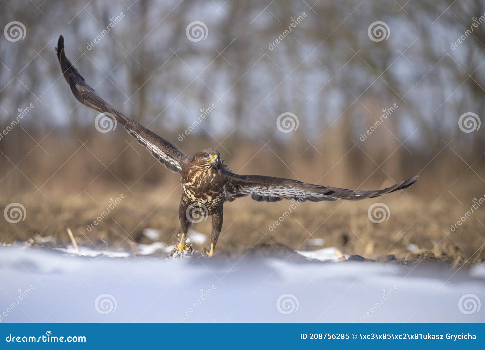 Set Of Buzzard In Flight Isolated On White. Buteo Rufinus Royalty-Free ...