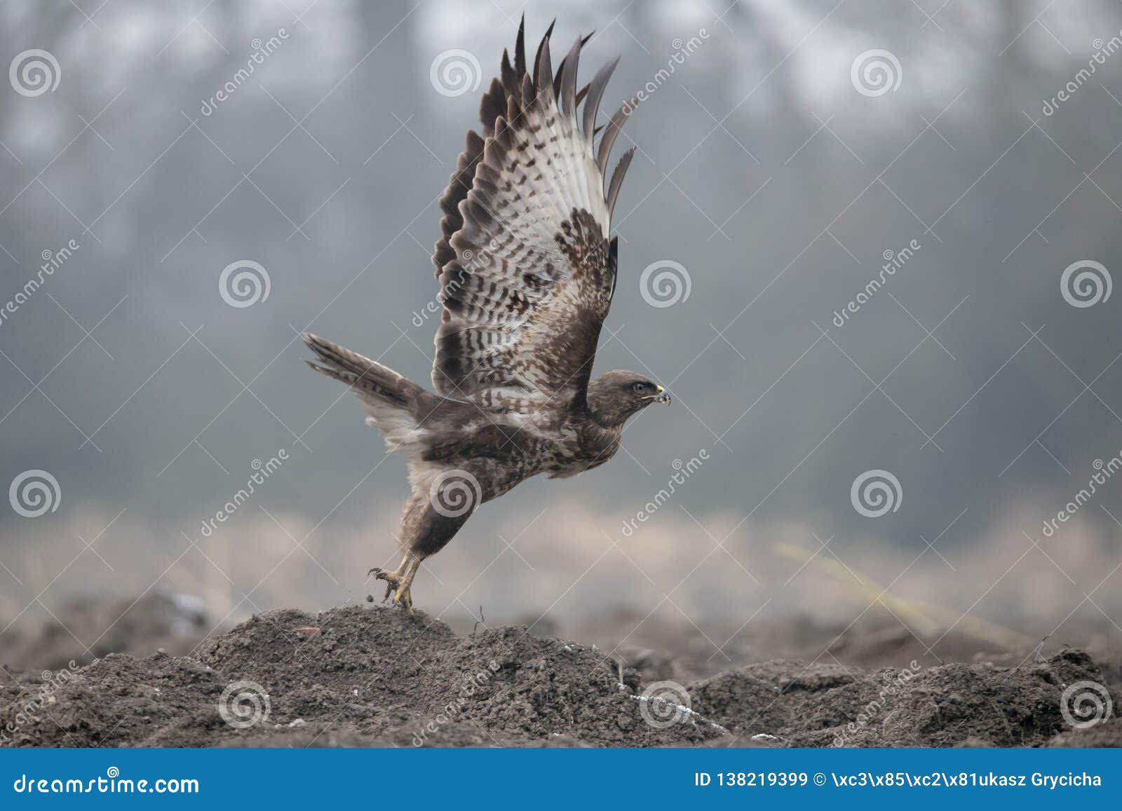 Buzzard takes off stock image. Image of feathers, colours - 138219399