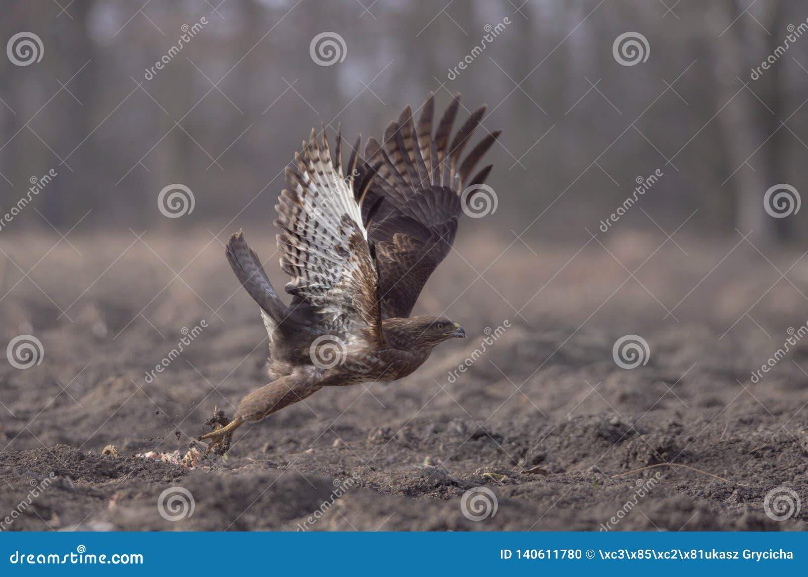 Buzzard takes offf stock photo. Image of feather, animal - 140611780