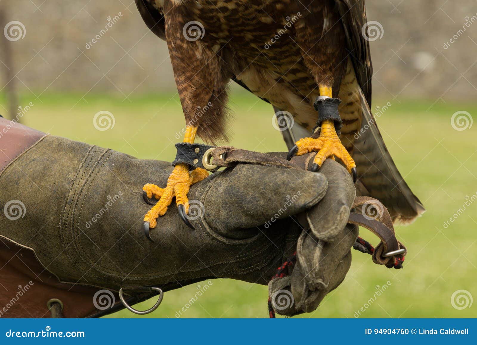 Buzzard talons stock photo. Image of gloved, adare, hand - 94904760