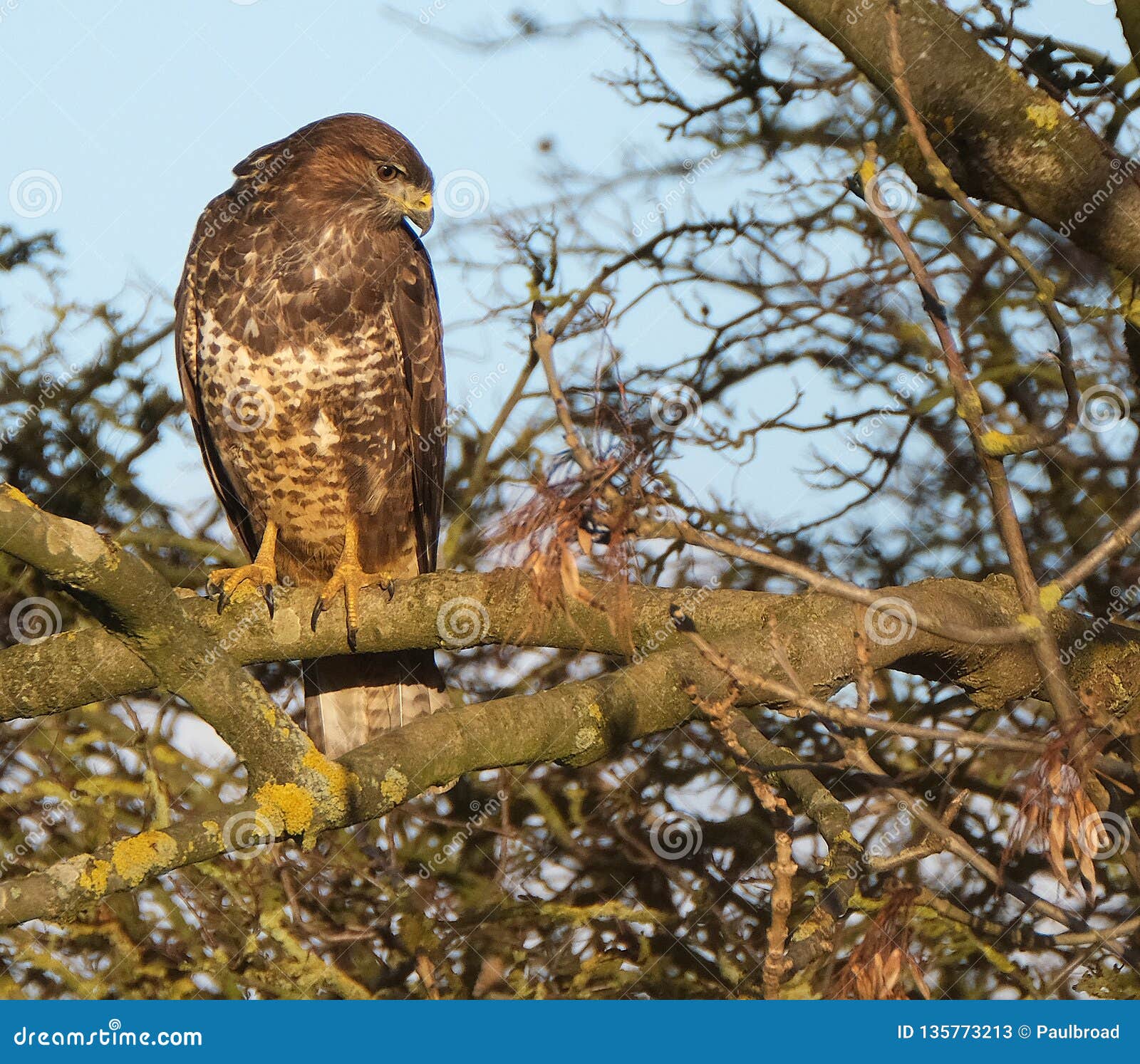 Buzzard in Tree Looking for Food. Stock Image - Image of safety ...