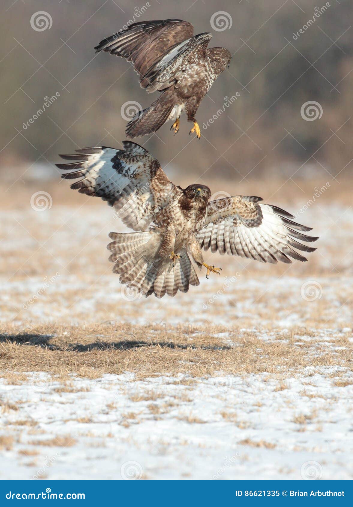 Buzzard. stock image. Image of birds, feather, hawk, buzzards - 86621335