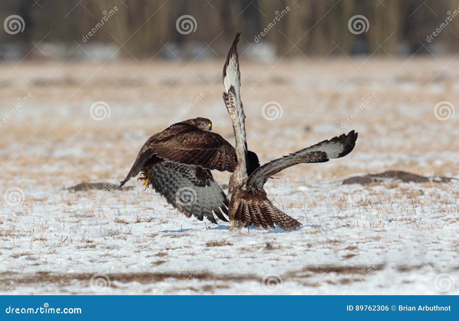 Buzzard. stock photo. Image of sharp, buzzards, wildlife - 89762306