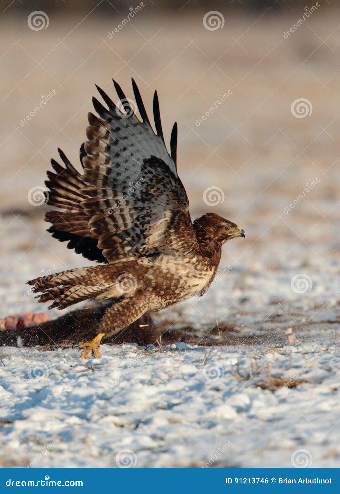 Buzzard. stock photo. Image of buzzard, buzzards, sharp - 91213746