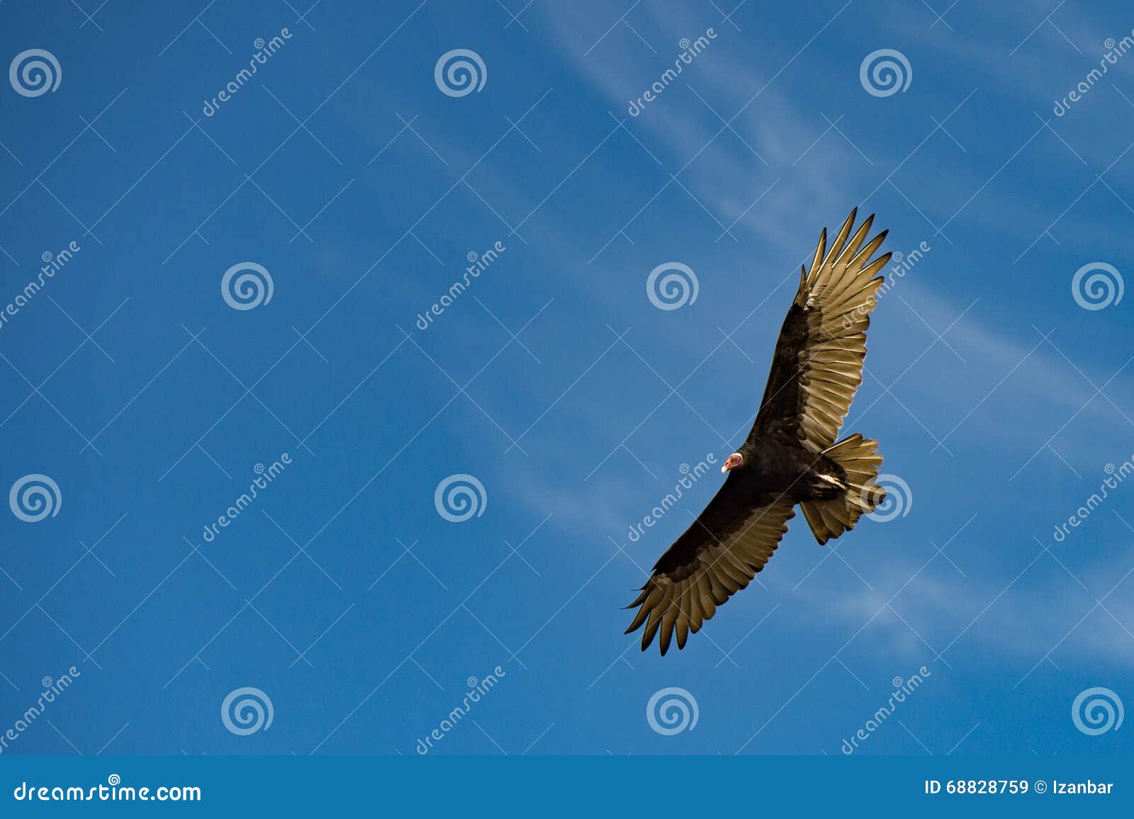 Buzzard Vulture Flying in the Deep Blue Sky Stock Image - Image of ...