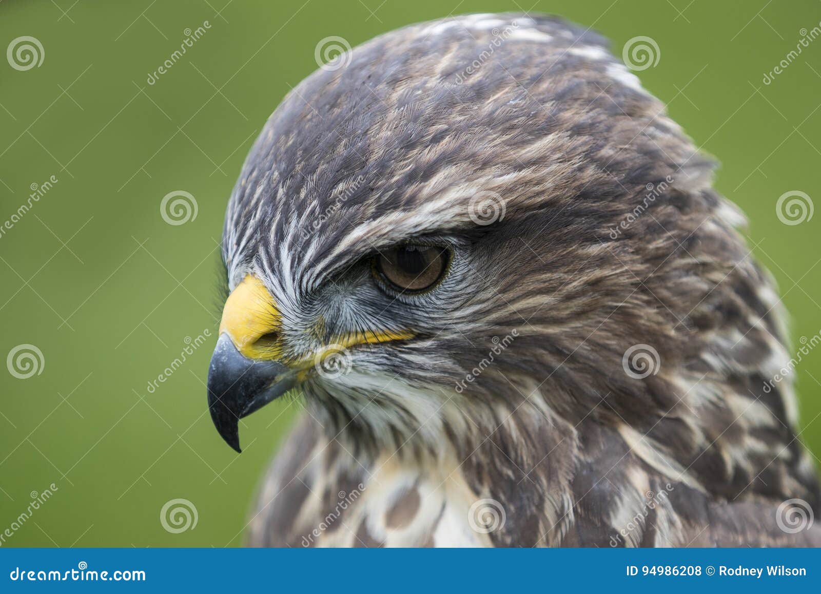 Buzzard Watching Prey stock photo. Image of common, green - 94986208