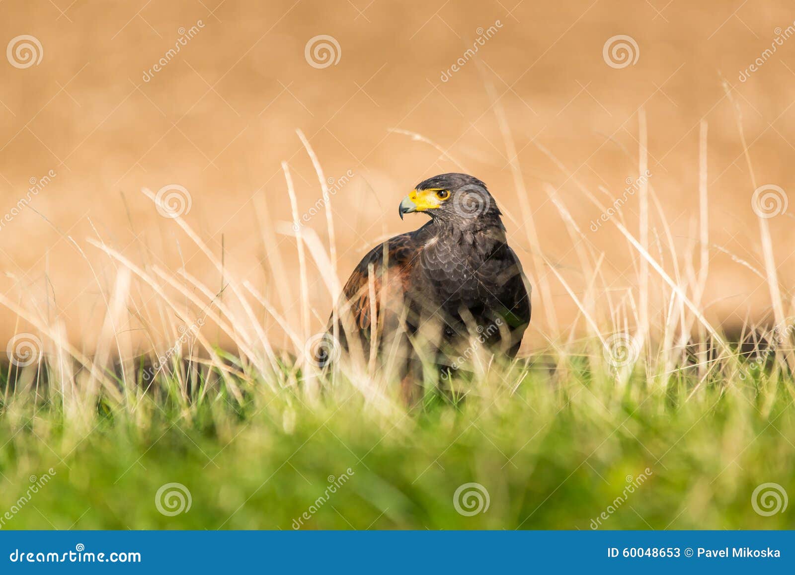 Buzzard in the wild stock image. Image of unicinctus - 60048653