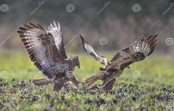 Attack of buzzards stock image. Image of nature, feather - 105659751