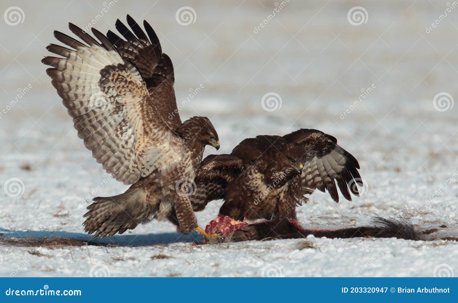 Buzzards Competeing Over Food. Stock Image - Image of ground, wild ...