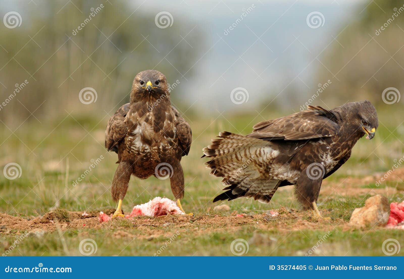 Buzzards Feed on Carrion in the Field Stock Image - Image of feathers ...