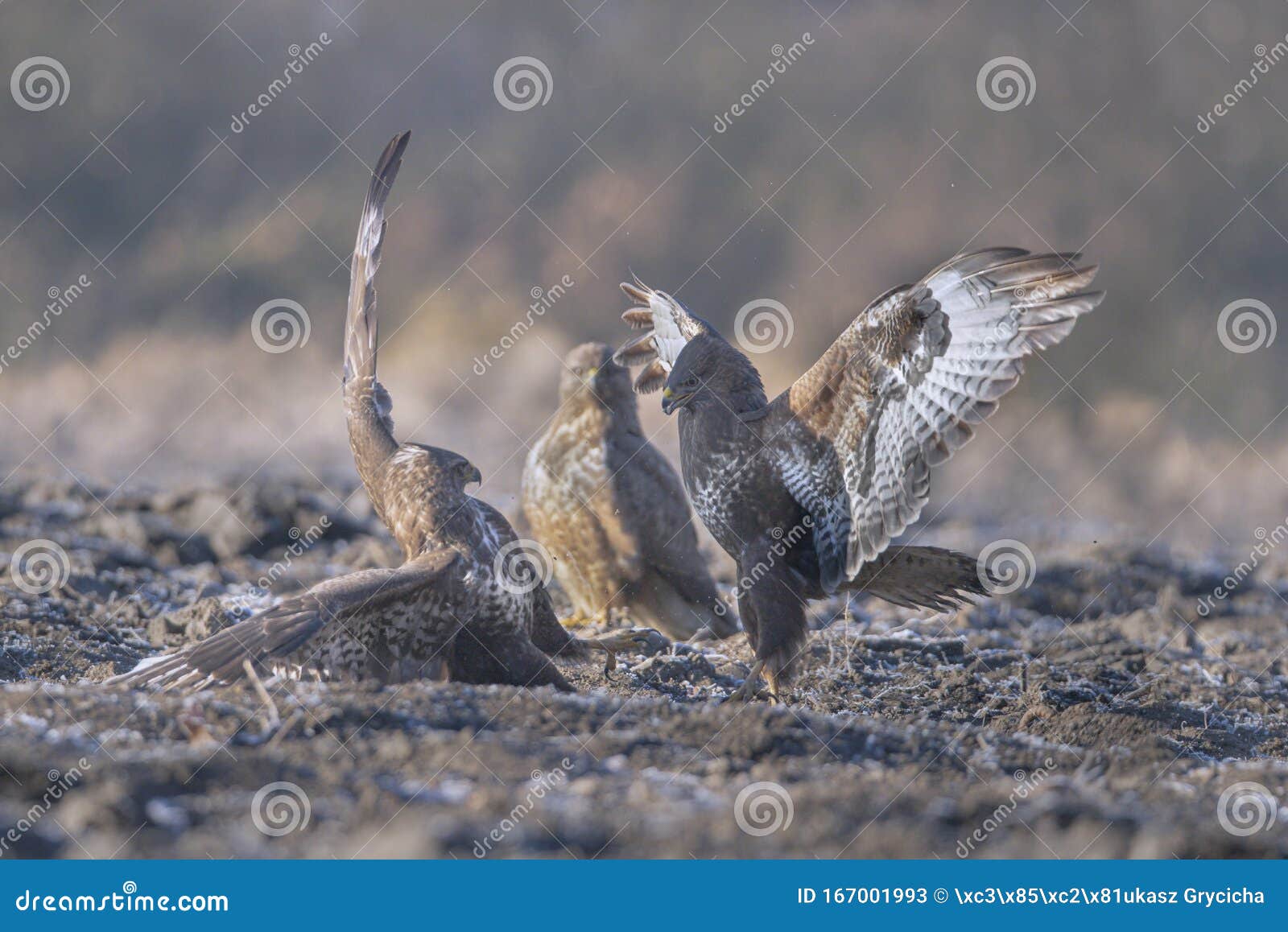 Buzzards in fight stock image. Image of beaks, nature - 167001993
