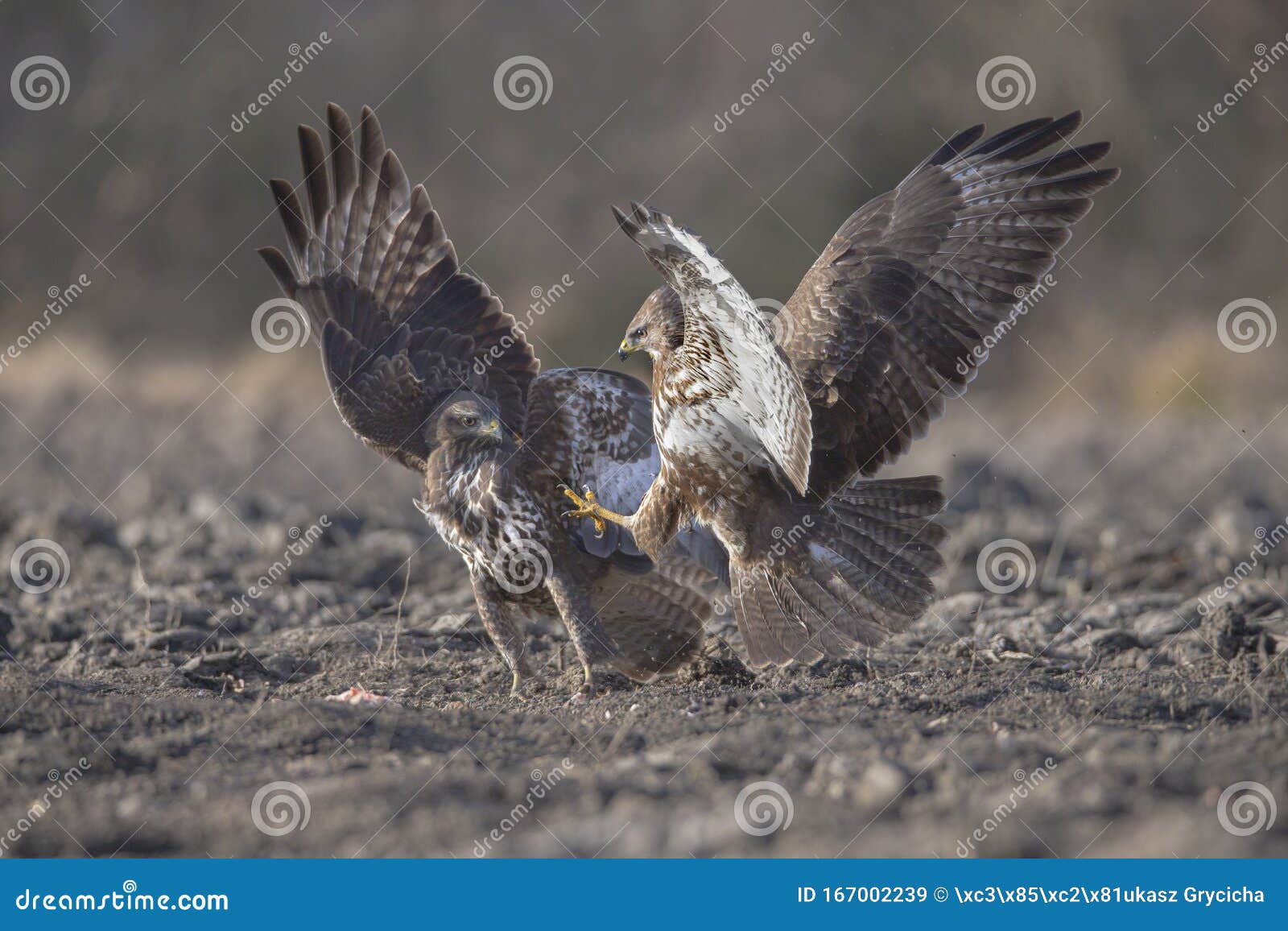 Buzzards in fight stock image. Image of flight, buzzard - 167002239