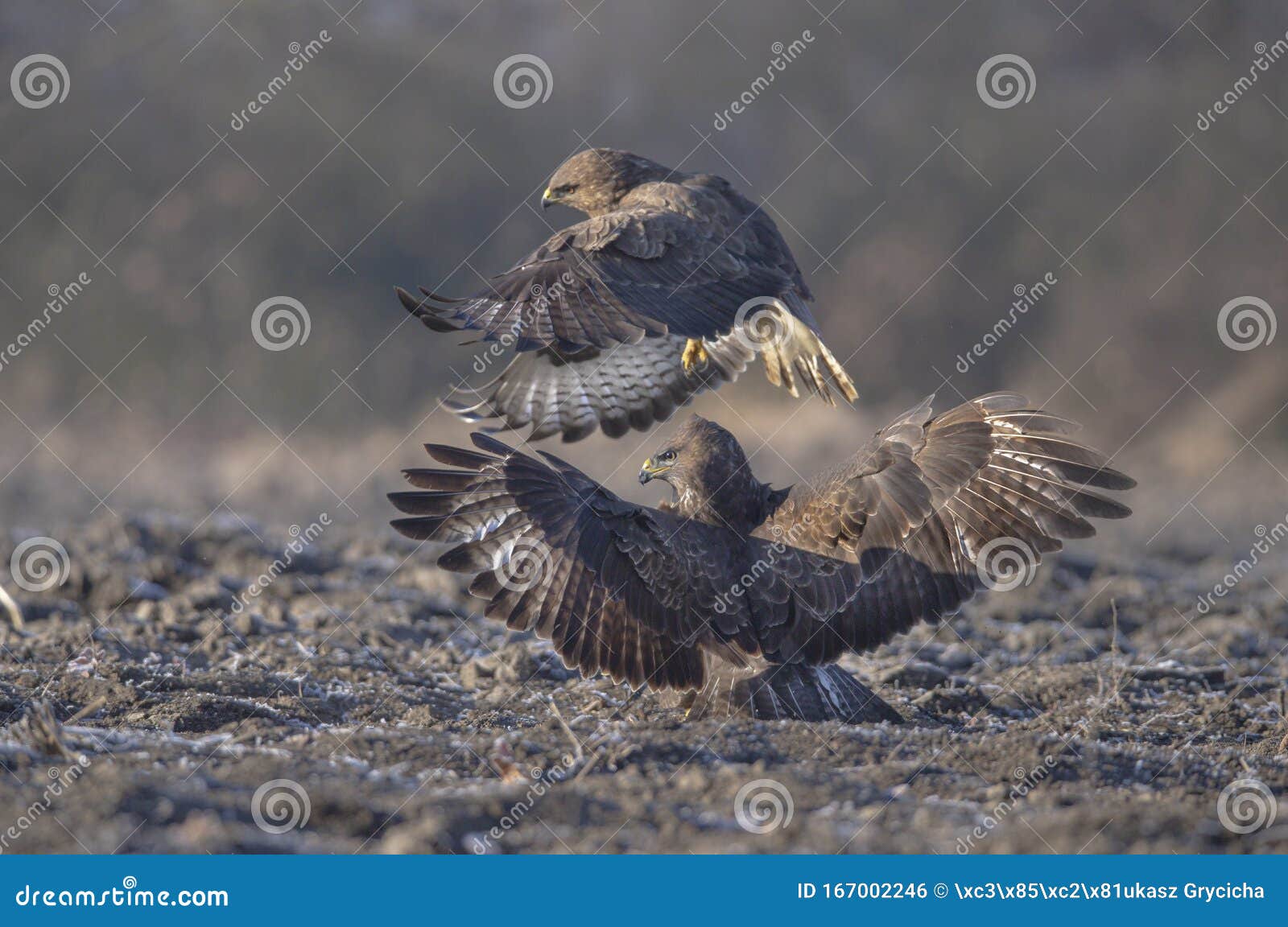 Buzzards in fight stock photo. Image of flight, talons - 167002246