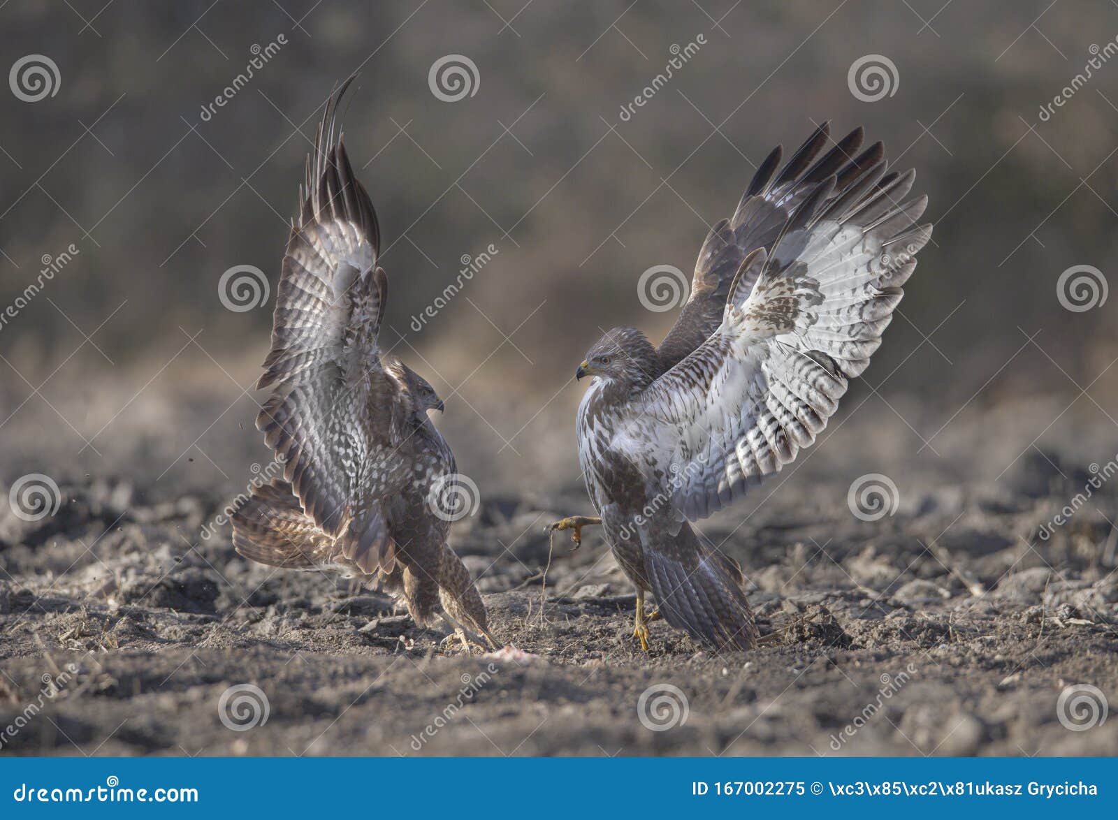 Buzzards in fight stock image. Image of fight, birds - 167002275