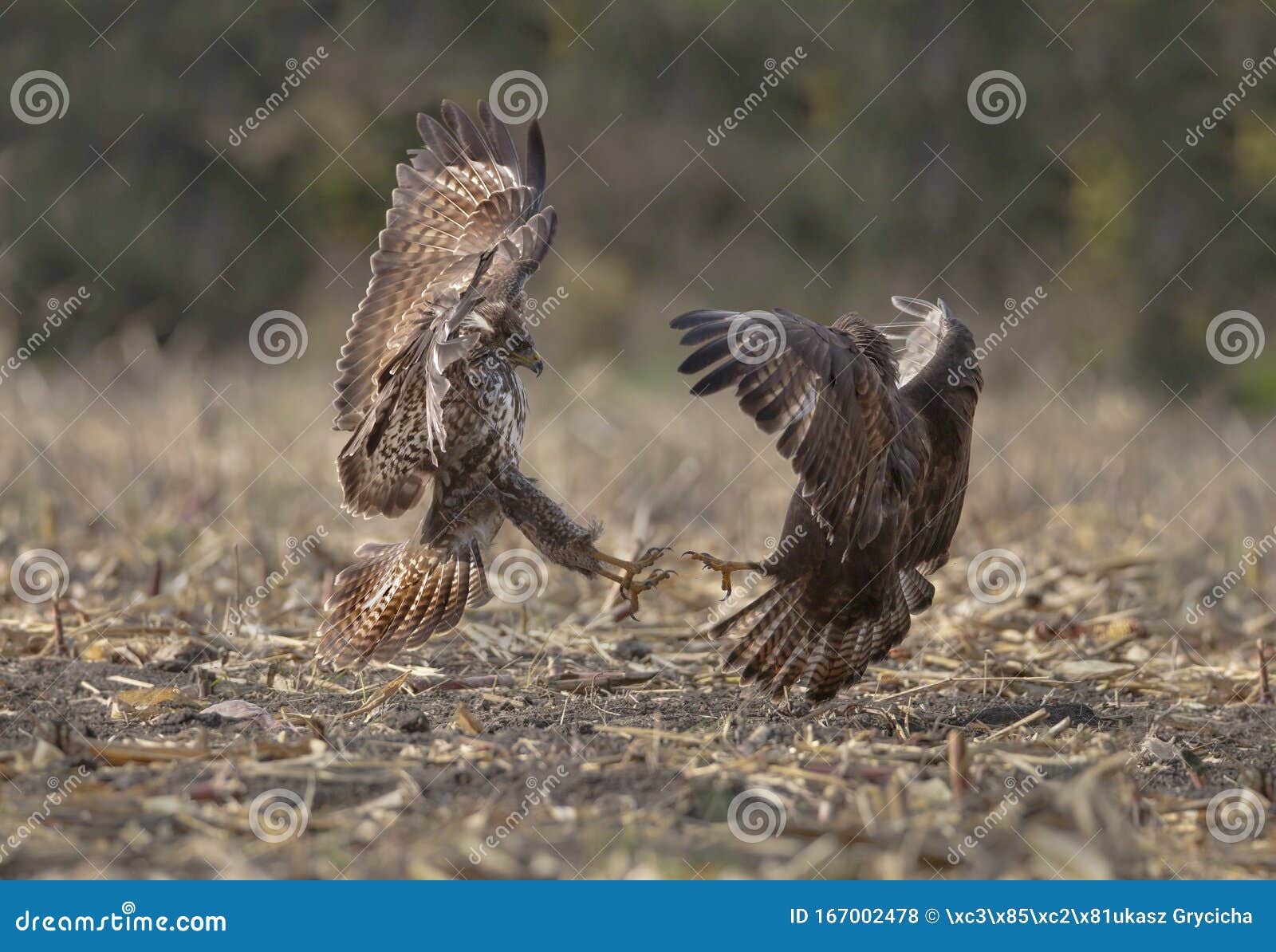 Buzzards in fight stock photo. Image of struggle, beaks - 167002478