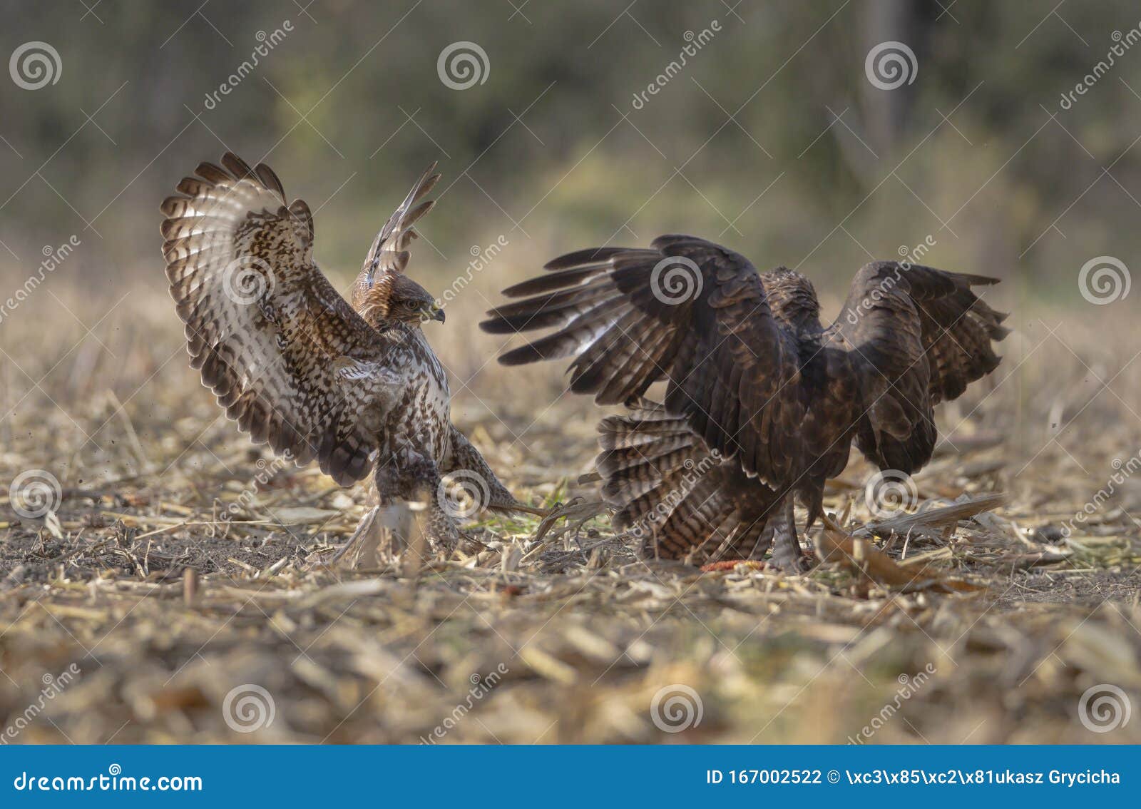 Buzzards in fight stock photo. Image of buzzard, beaks - 167002522