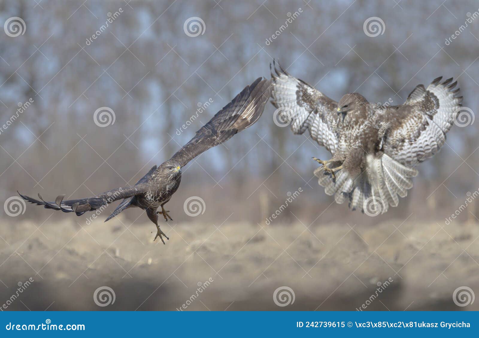 Buzzards in fight stock image. Image of birds, feathers - 242739615