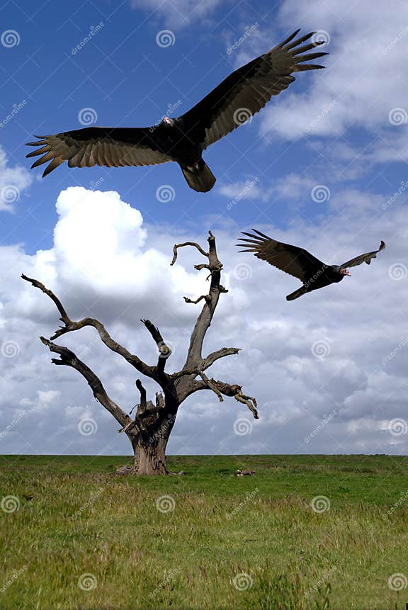 Buzzards Over Hanging Tree stock photo. Image of barren - 2482836