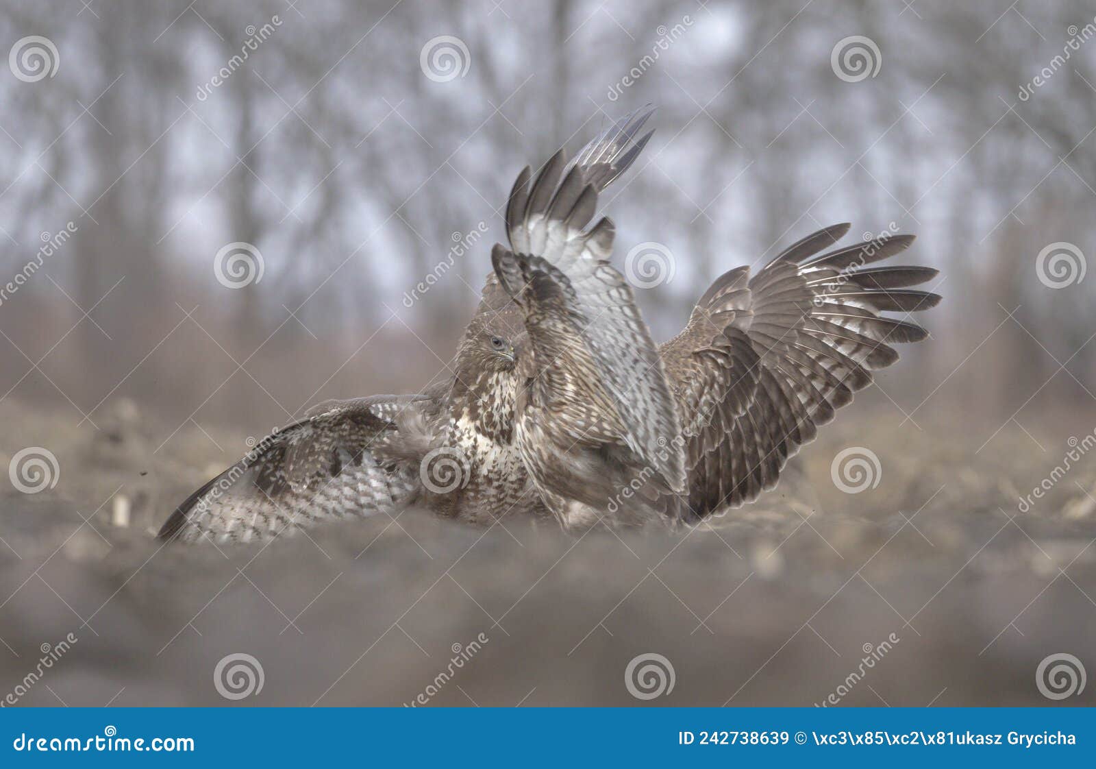 Buzzard in fight stock image. Image of fight, dangerous - 242738639