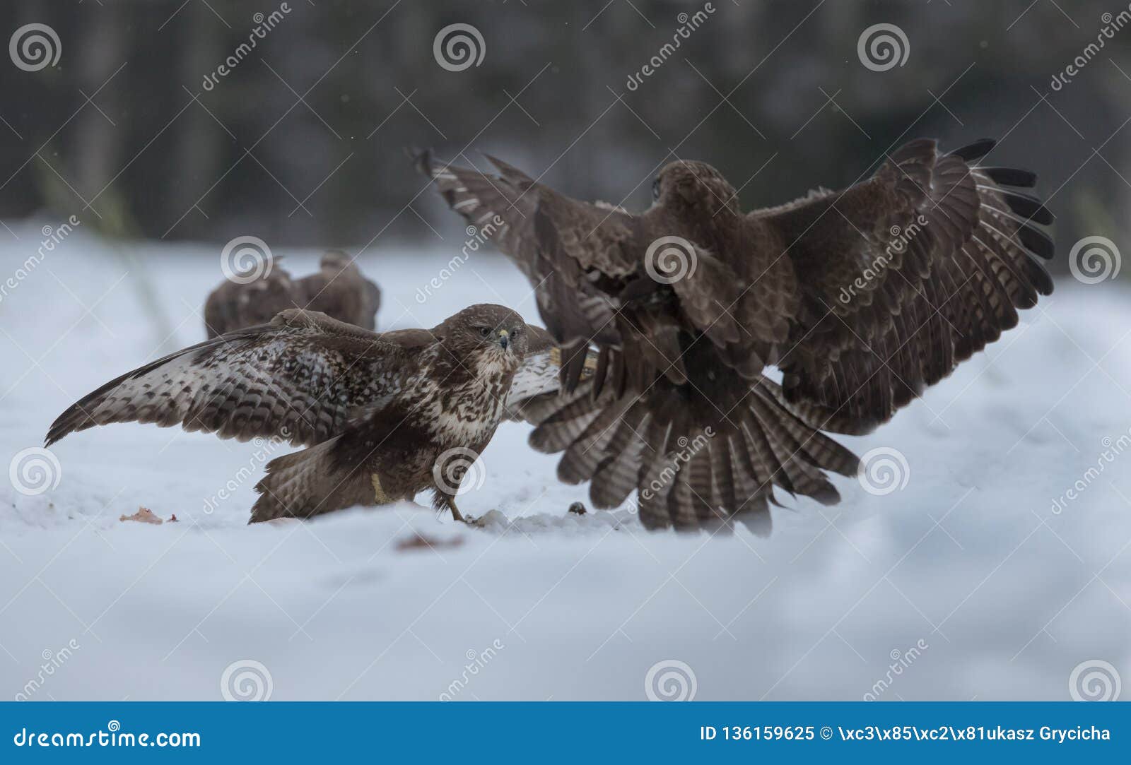 Buzzards in struggle stock image. Image of talons, wings - 136159625