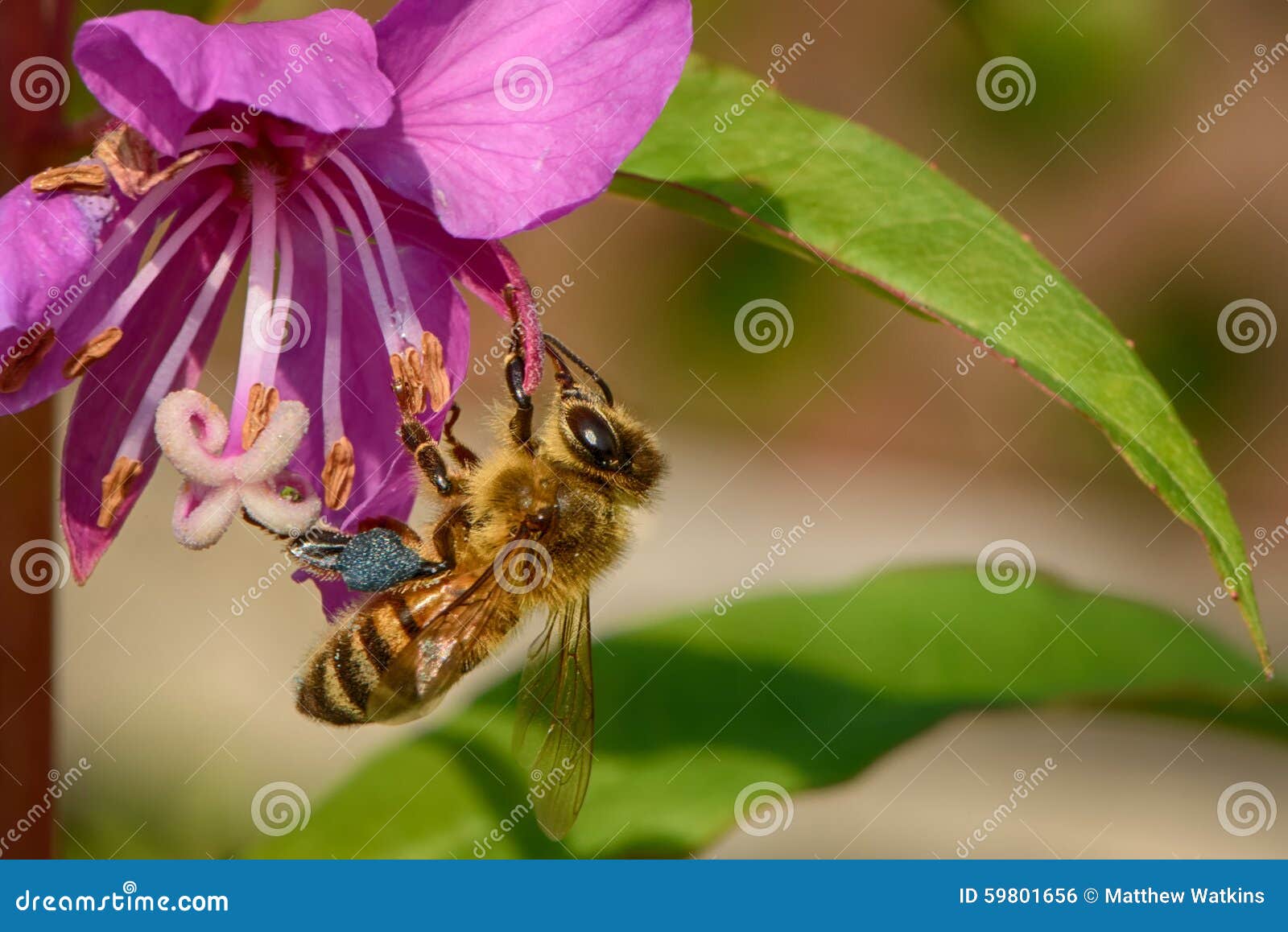 Buzzer stock photo. Image of insect, plant, green, sugar - 59801656