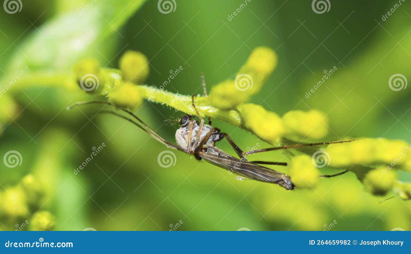 Chironomus Plumosus, Also Known As Buzzer Midge. Nonbiting Midge ...