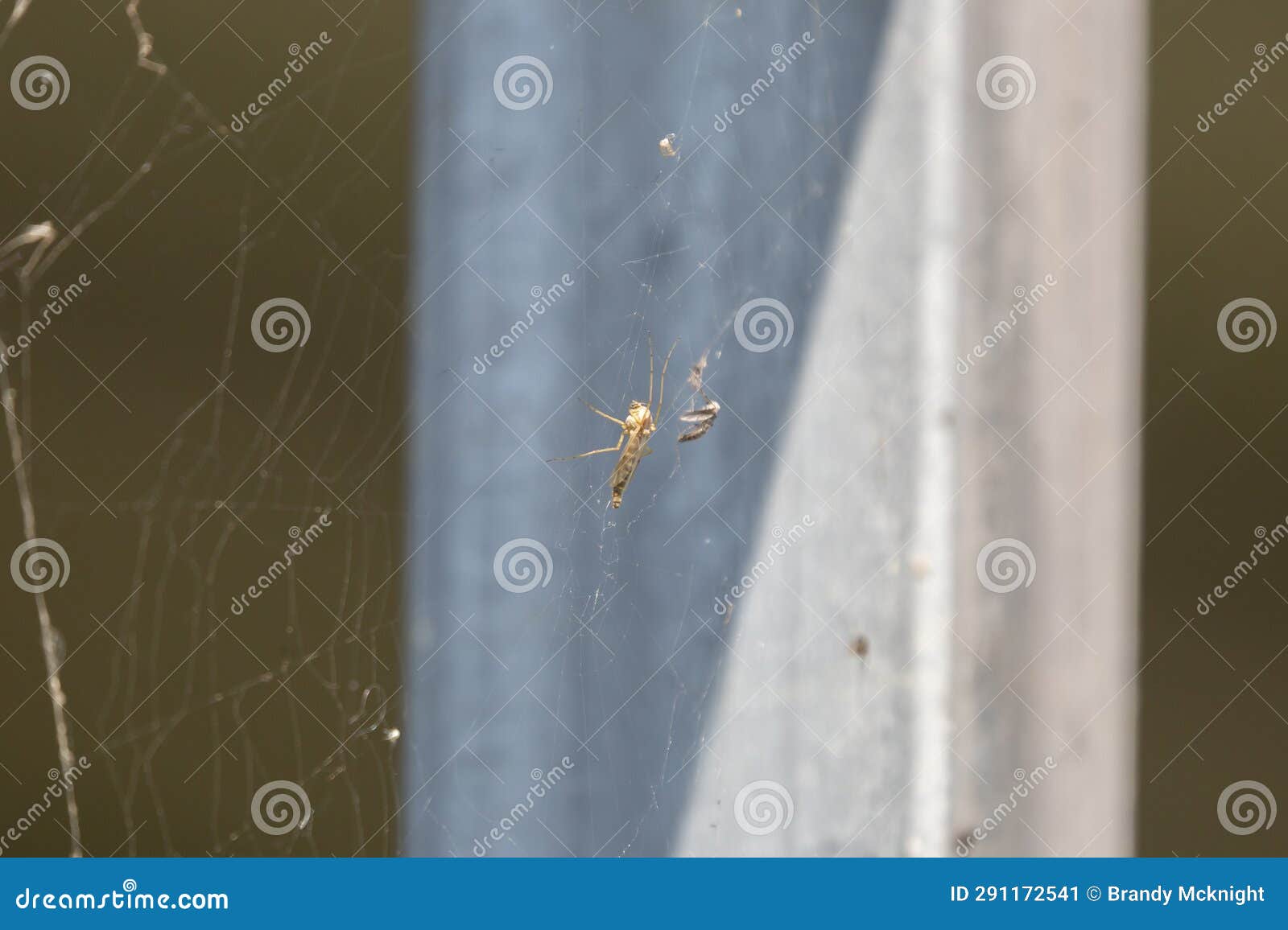 Buzzer Midge stock image. Image of head, life, horizontal - 291172541
