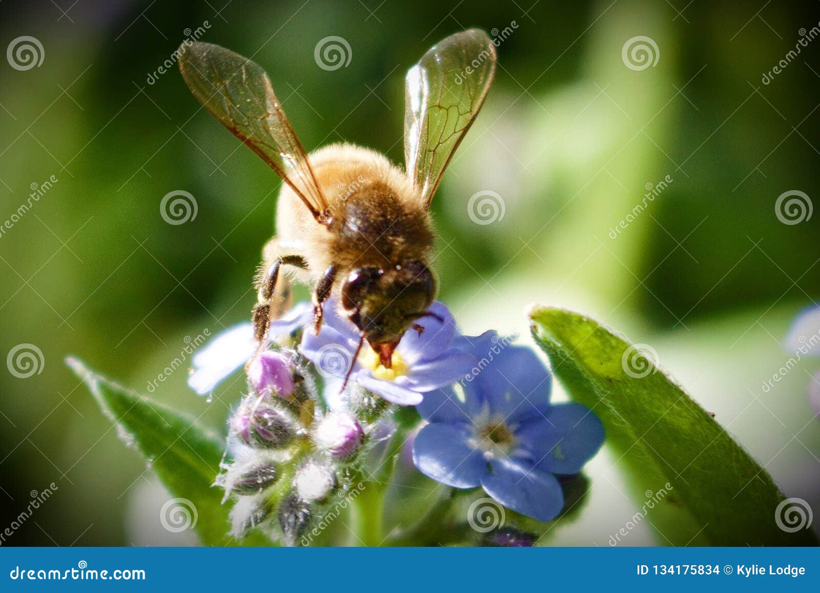 Buzzing Bee stock photo. Image of collecting, buzzing - 134175834