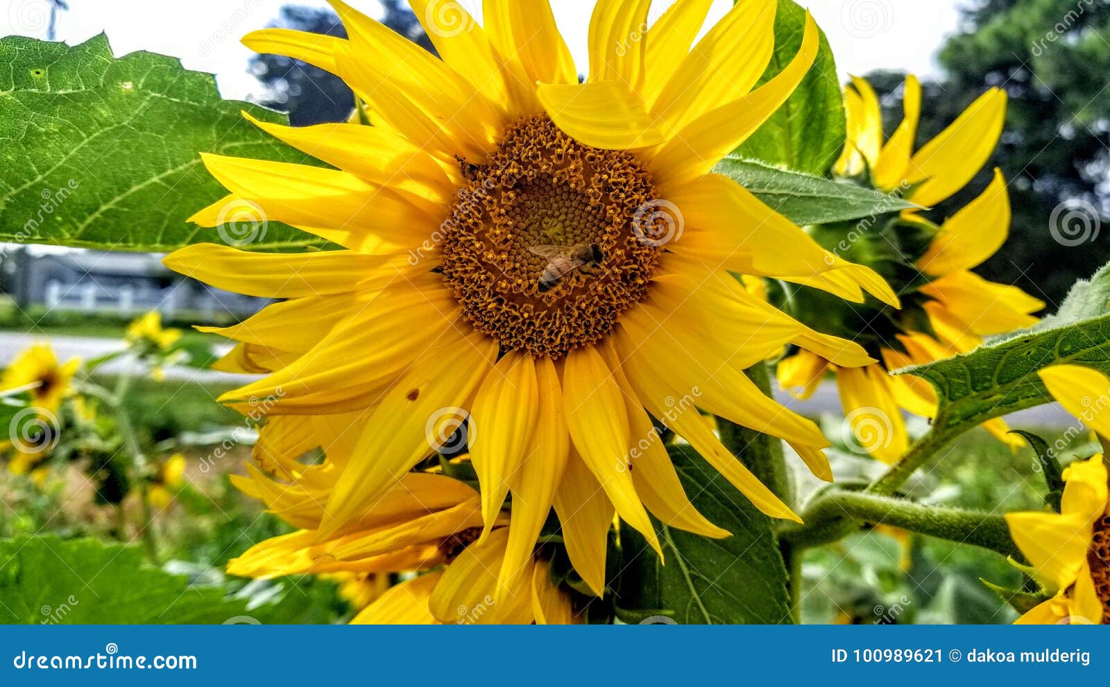 Buzzing bee stock image. Image of buzzing, outside, sunflower - 100989621