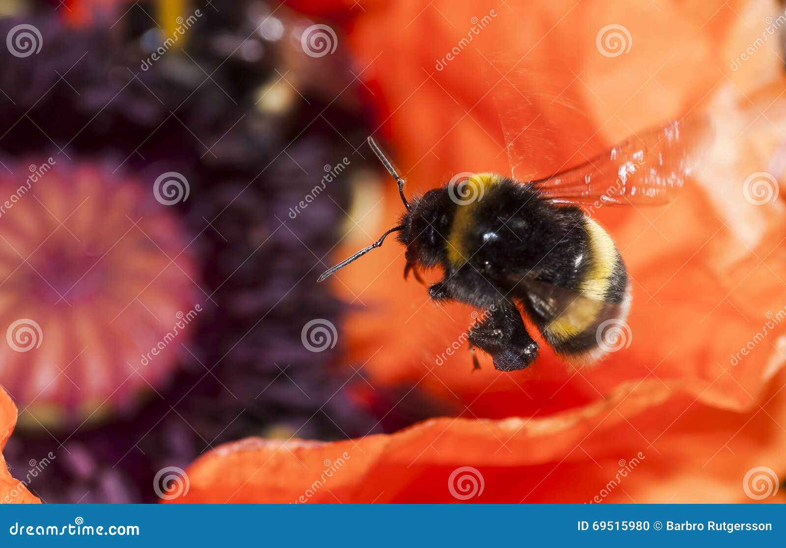 Buzzing bumble bee stock photo. Image of flight, buzzes - 69515980