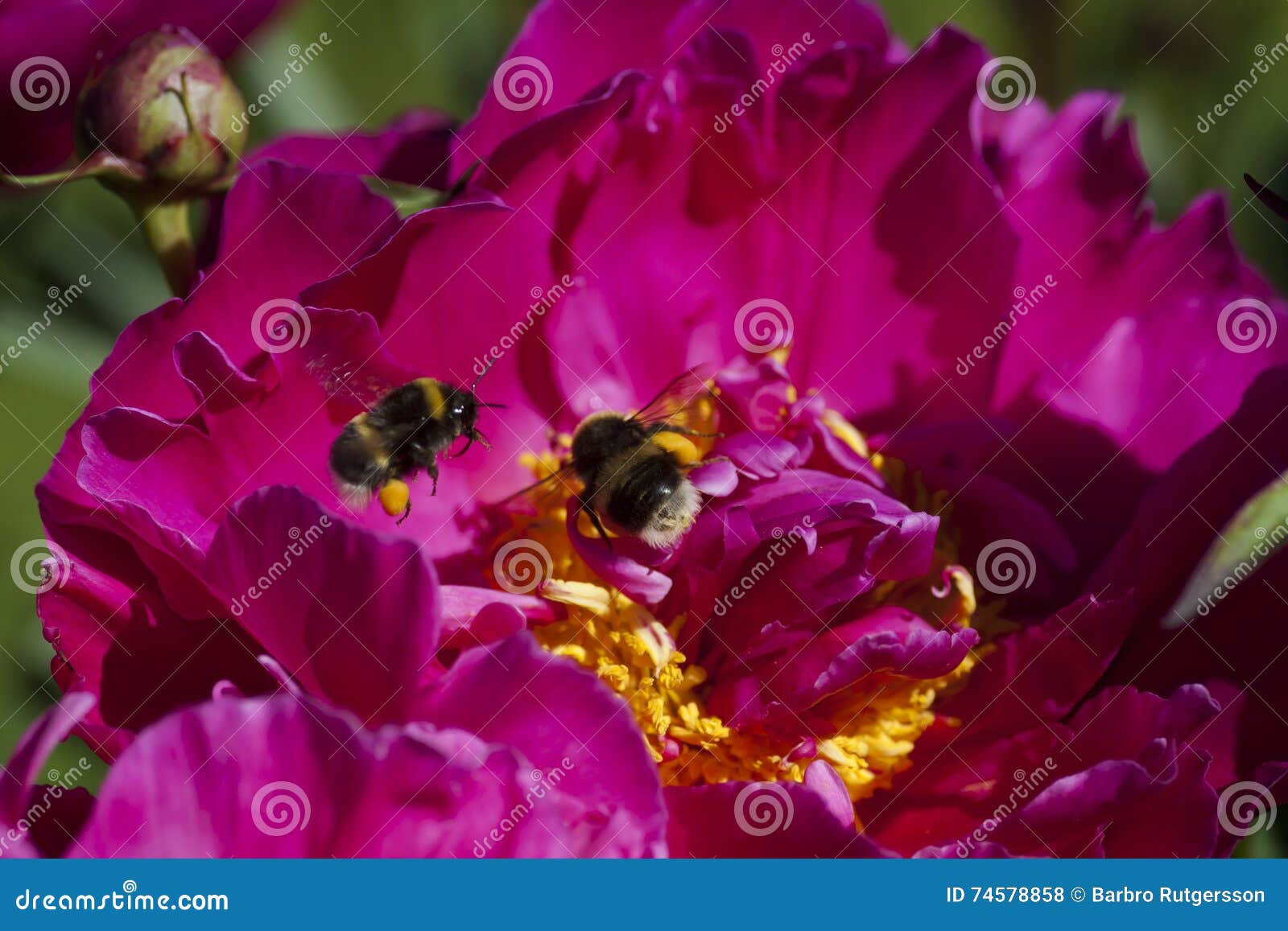 Buzzing bumble bees stock photo. Image of peaonies, approach - 74578858