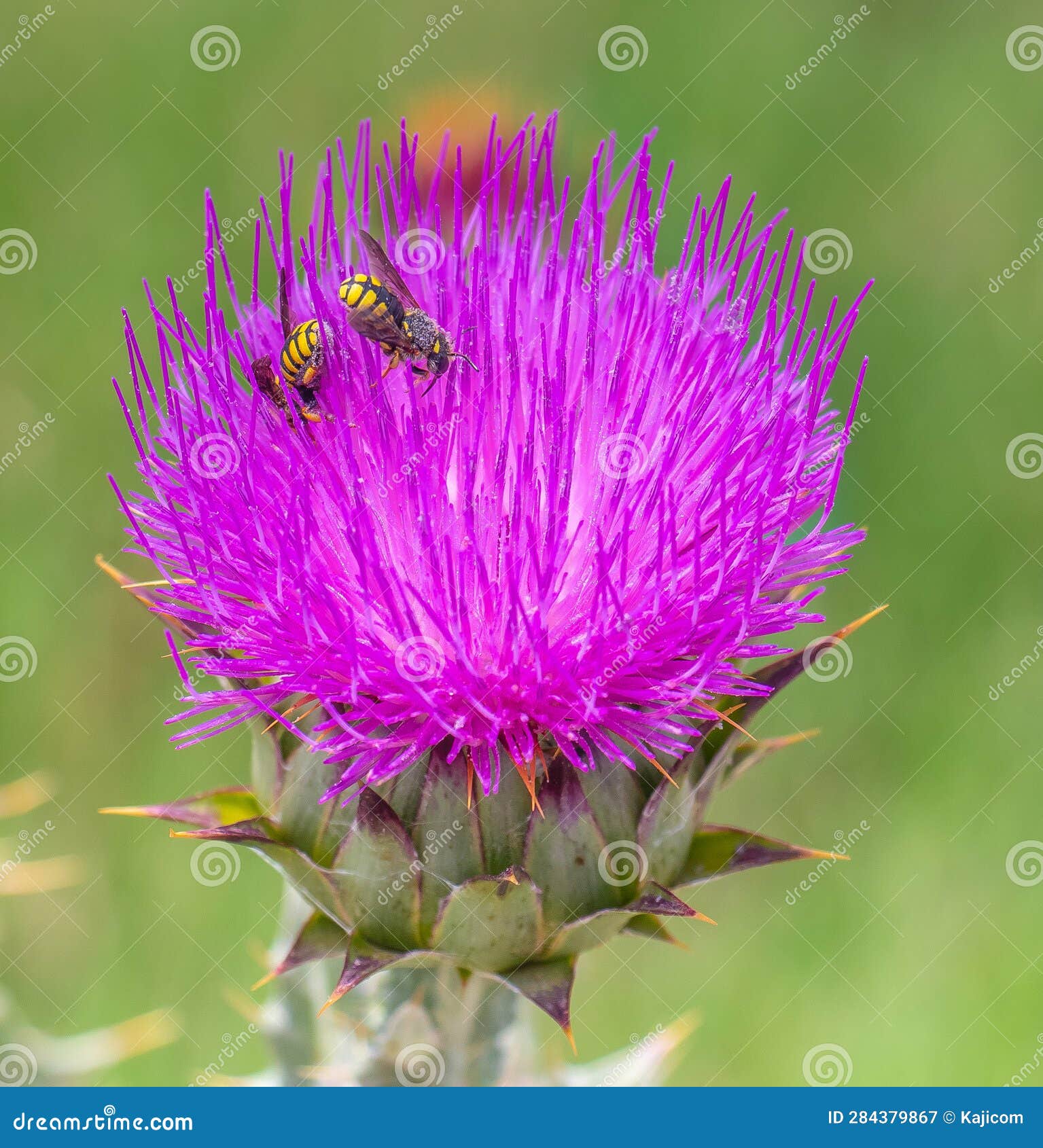 Buzzing Duo: Two Bees on Milk Thistle Plant Stock Image - Image of ...