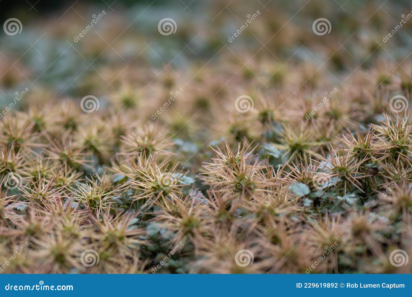 Buzzy Burr Acaena Magellanica, Fruiting Plants Stock Photo - Image of ...