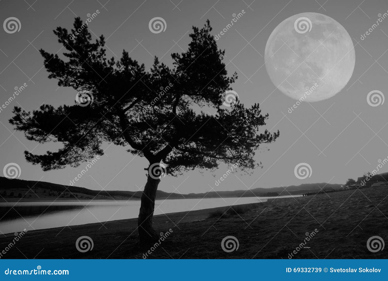 Bw alone tree stock image. Image of winter, season, monochrome - 69332739