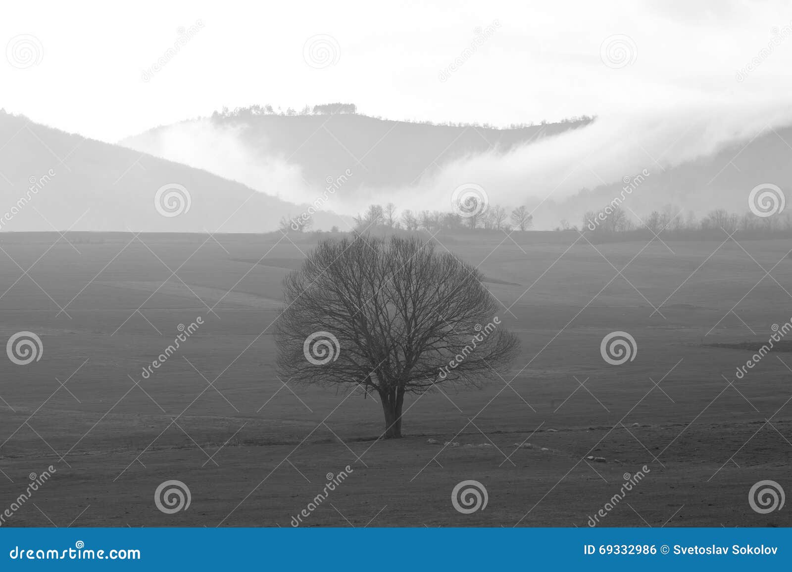 Bw alone tree stock photo. Image of black, dark, white - 69332986