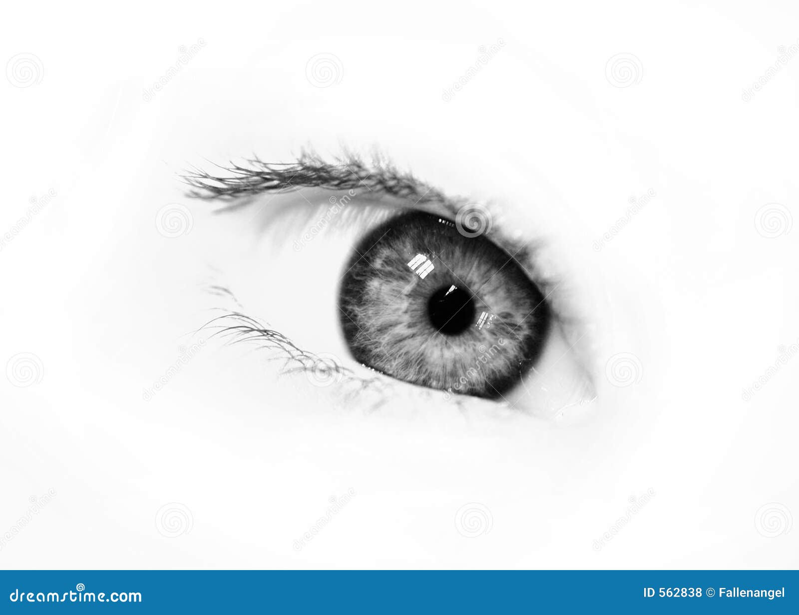 BW Beautiful Eye Royalty Free Stock Photos - Image: 562838