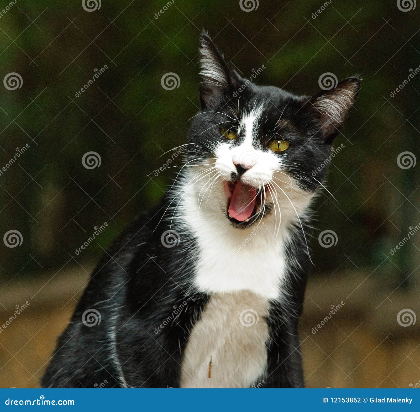 Bw cat stock photo. Image of black, teeth, brown, white - 12153862