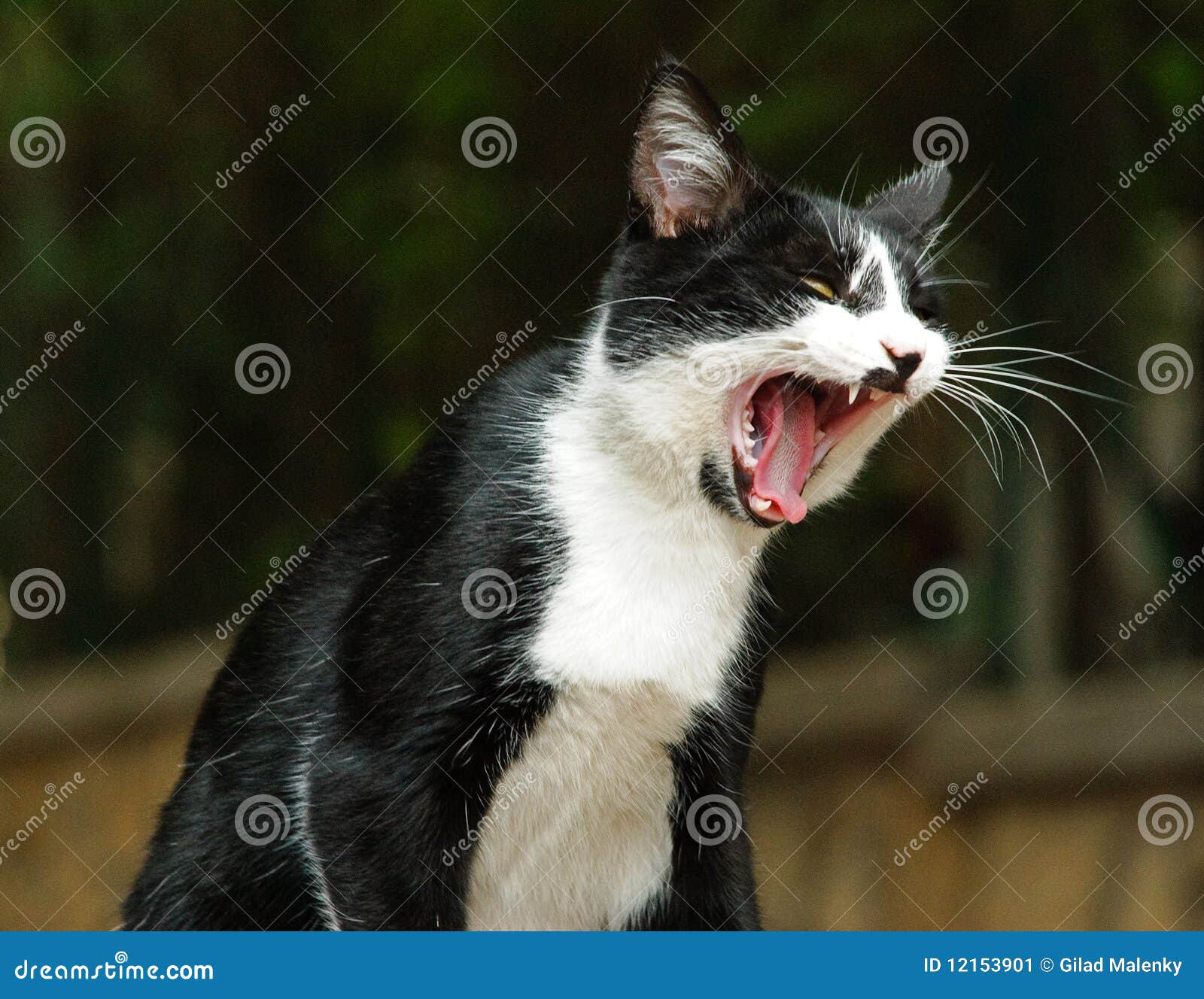 Bw cat stock image. Image of ears, black, white, hunter - 12153901