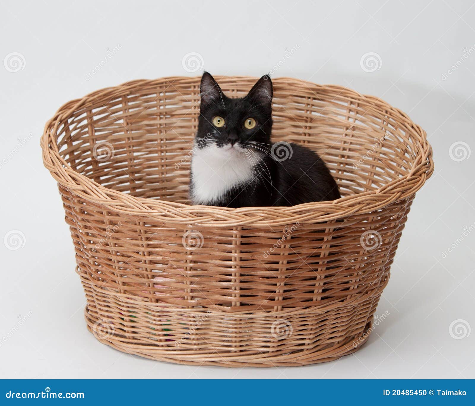 BW Cat in the Basket Isolated Stock Photo - Image of isolated, woven ...
