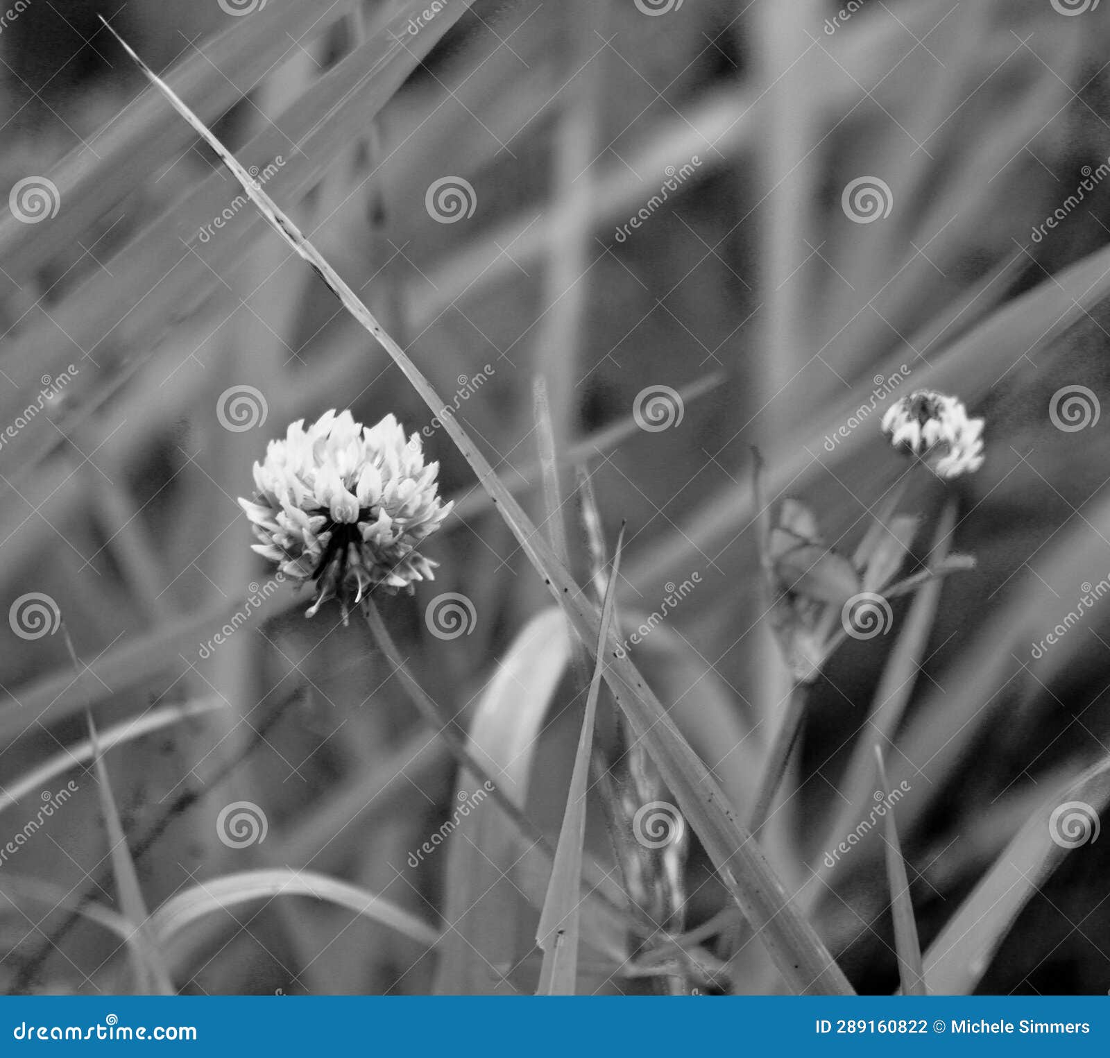 BW Clover, Alsike Clover , Trifolium Hybridum among the Field Grasses ...