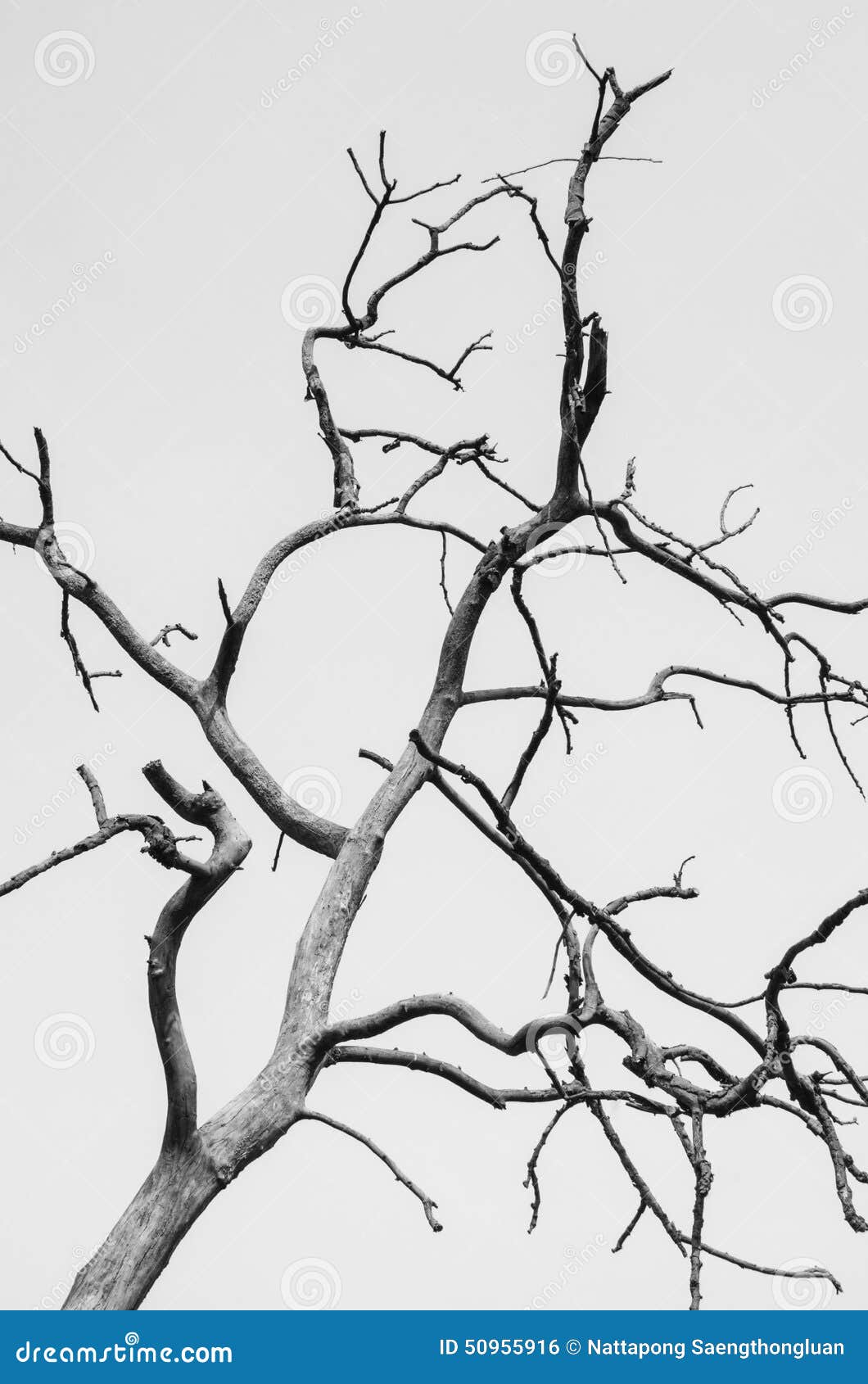 BW of a dry old dead tree stock photo. Image of life - 50955916